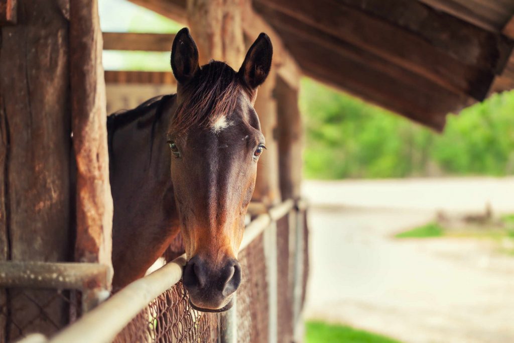 Horse Riding by the Hour - Explore Maun