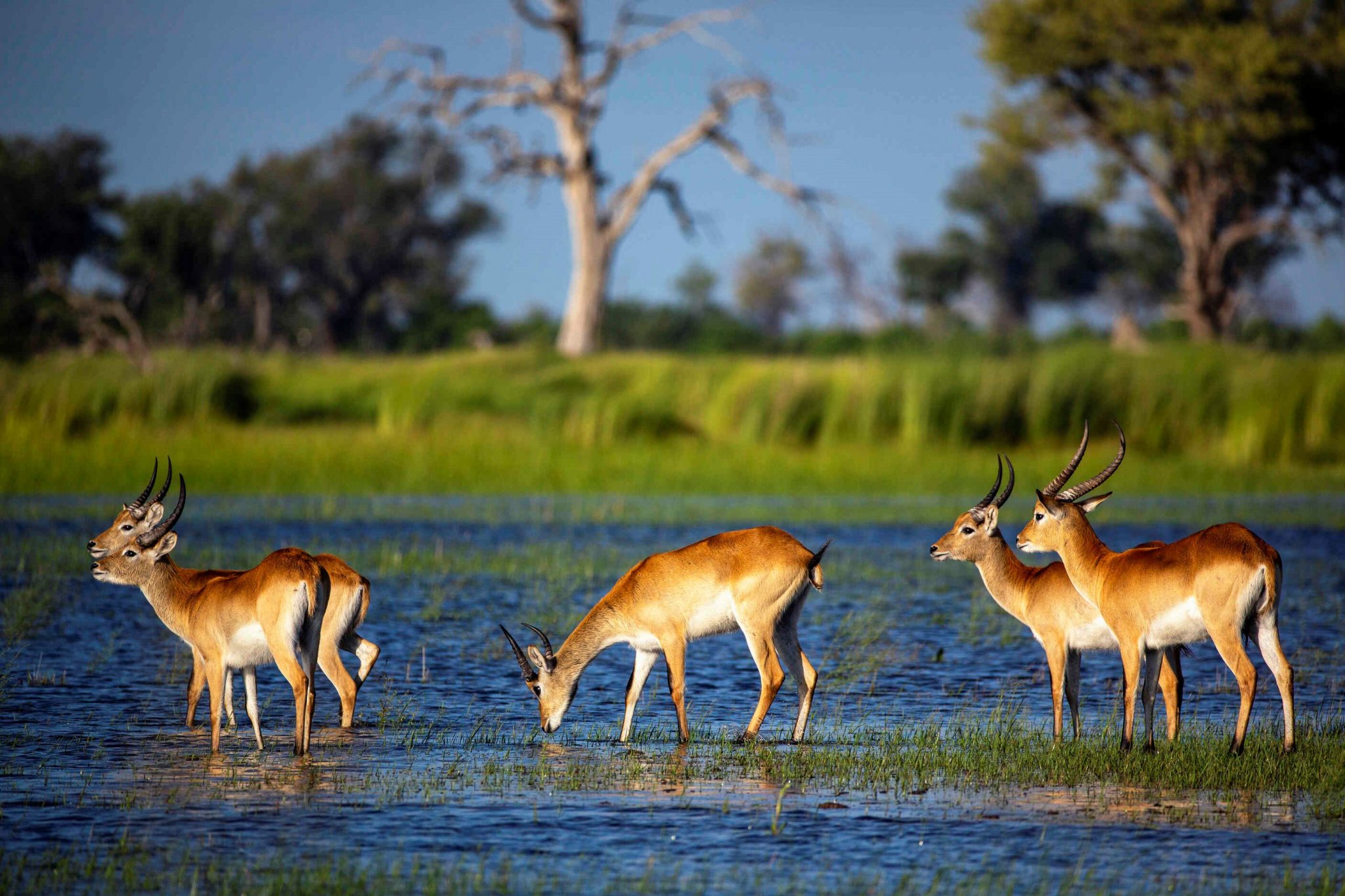 Half-Day Mokoro Experience - Explore Maun